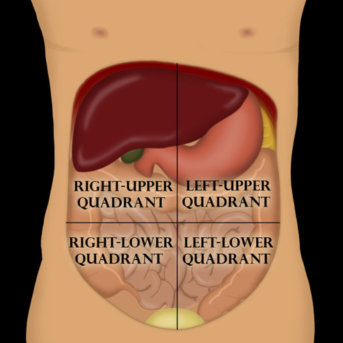 Abdominal Divisions and Subdivisions