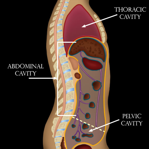 Abdominal Divisions and Subdivisions