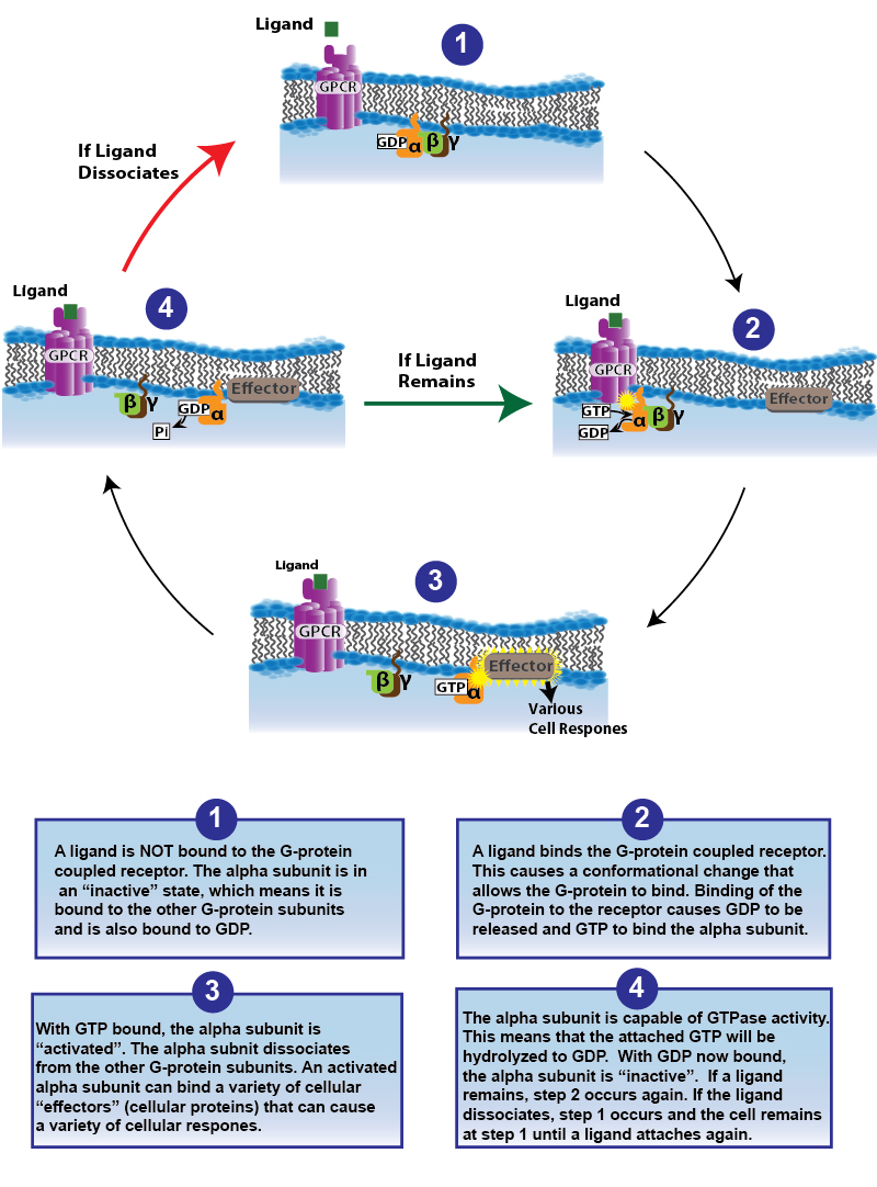 Cell membranes structure and transport