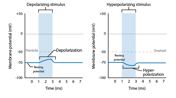 Difference Between Depolarization And Hyperpolarization