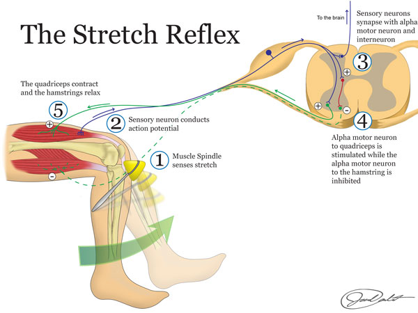 SOMATIC REFLEXES