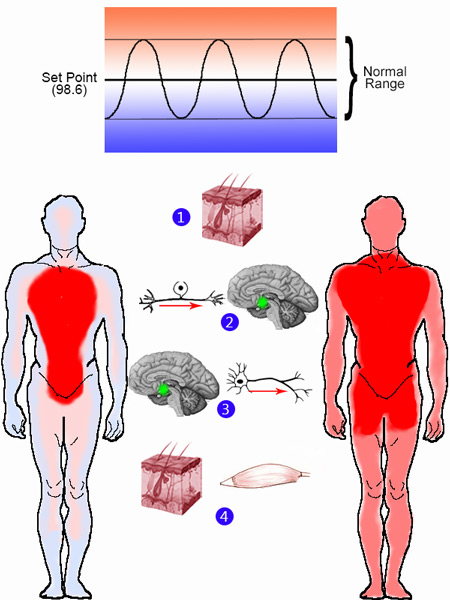 Homeostasis Explained