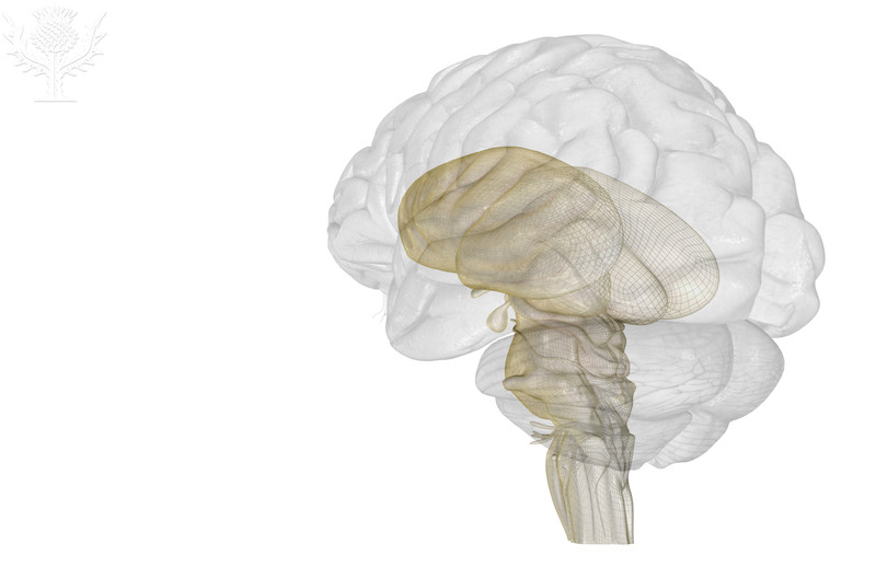 The Brainstem and Cerebellum